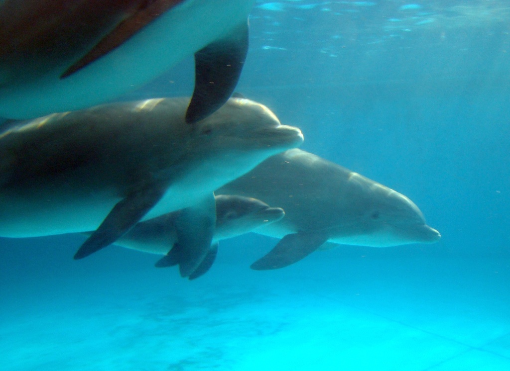 Voronoi & Dolphins